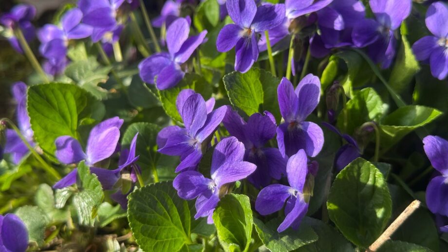 8 Wonderful Reasons to Welcome the Wild Violets in Your Lawn