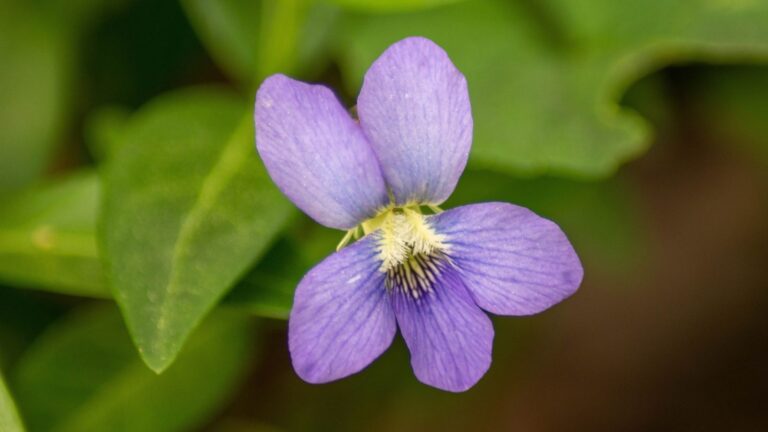 8 Wonderful Reasons to Welcome the Wild Violets in Your Lawn