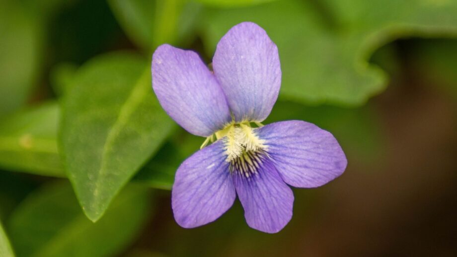 8 Wonderful Reasons to Welcome the Wild Violets in Your Lawn