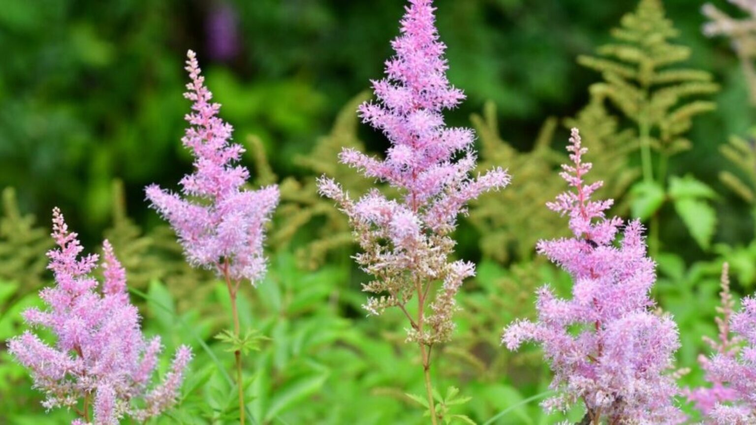 35 Flowers That Will Bloom All Season Long