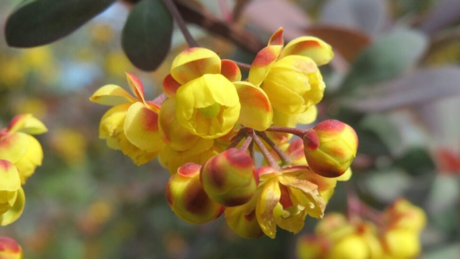 11 Different Types of Flowers with 10 Flower Petals