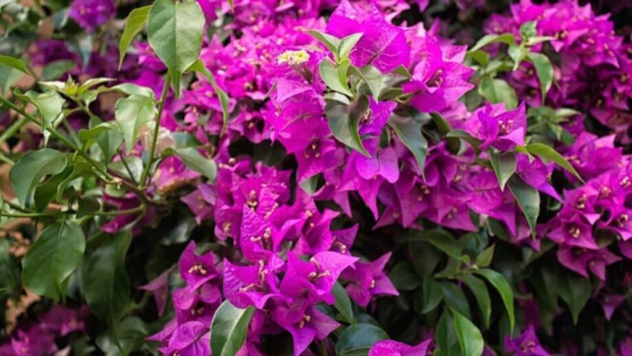 31 Drought Tolerant Plants That Thrive in Dry Conditions