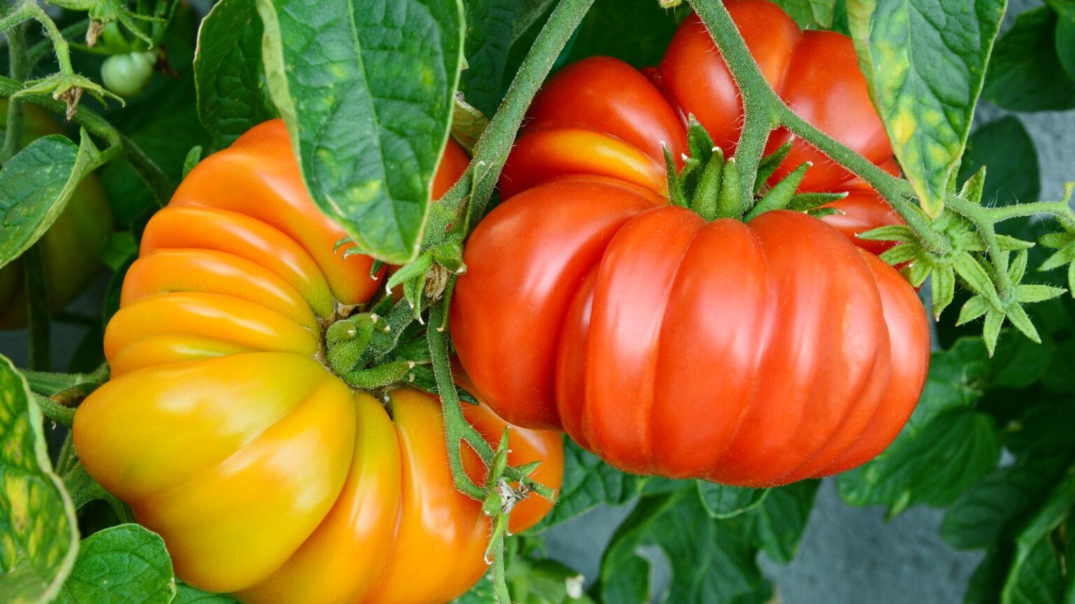 How to Grow Giant Tomatoes: 7 Proven Methods