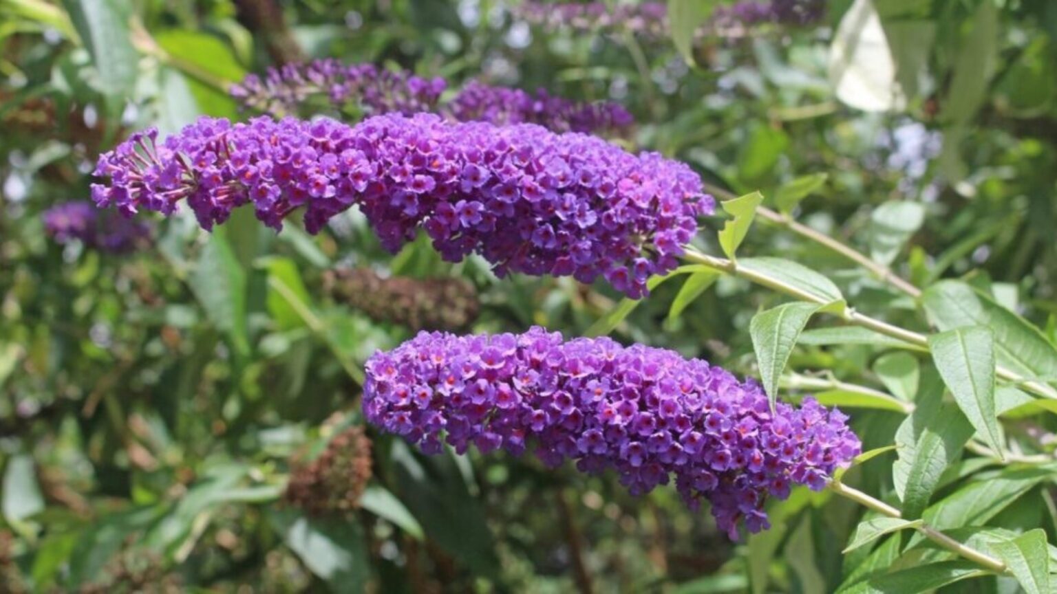 27 Tall Perennial flowers For Your Flowerbeds