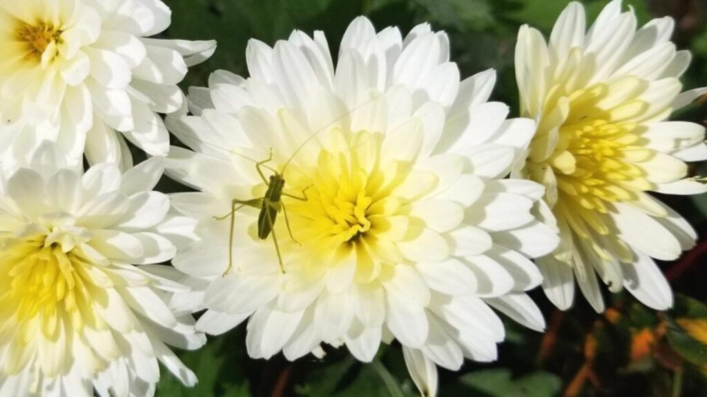 How to Revive Dying Chrysanthemums in 5 Simple Steps