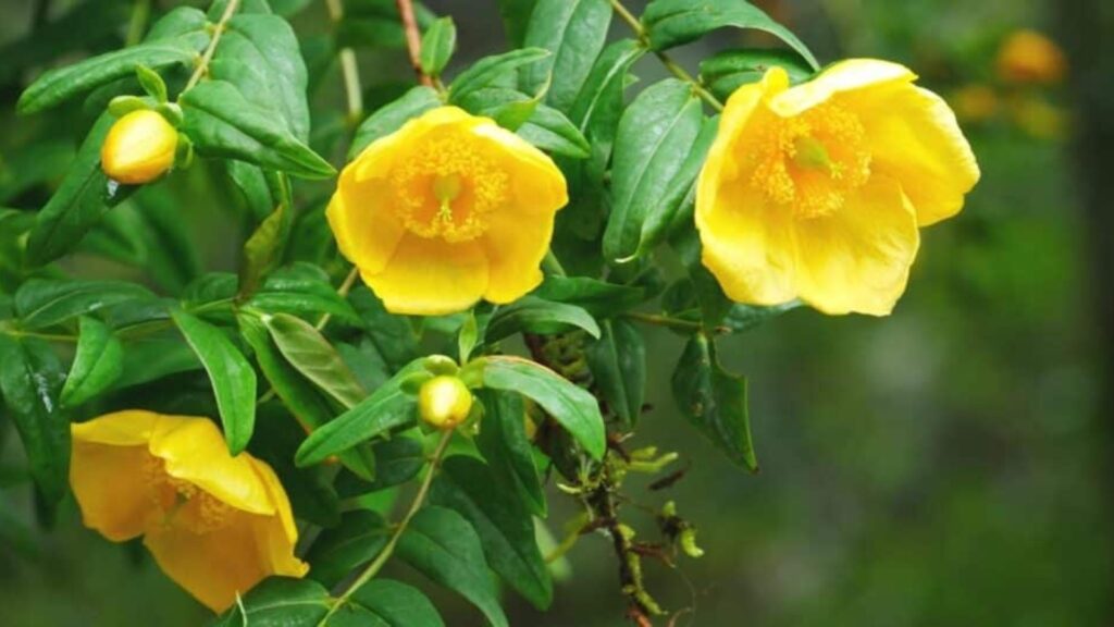 17 Yellow Flowering Shrubs For Bright Garden Color