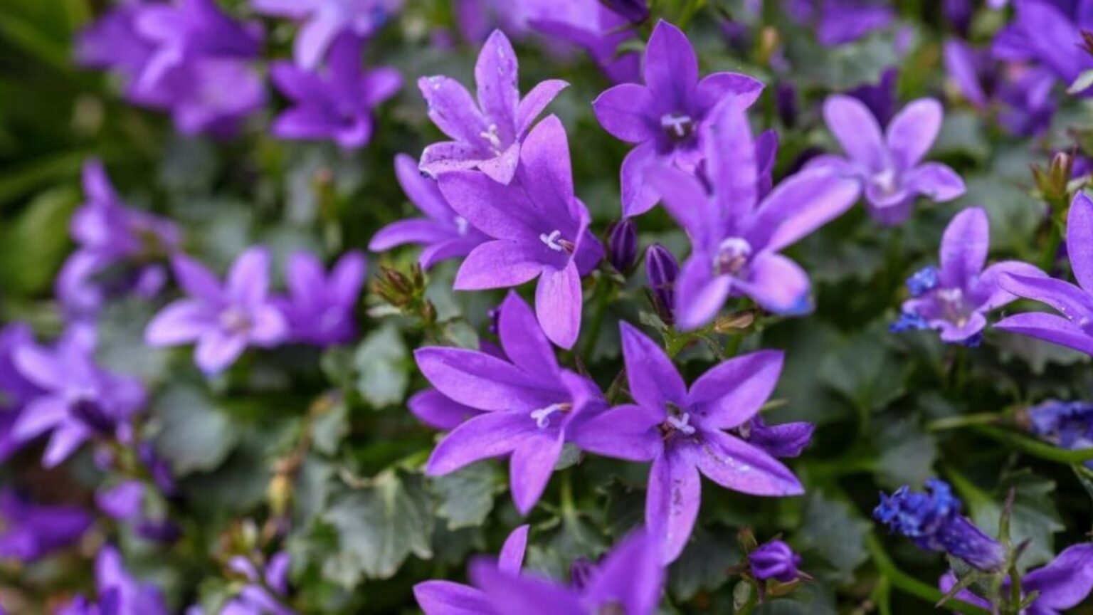 35 Flowers That Will Bloom All Season Long