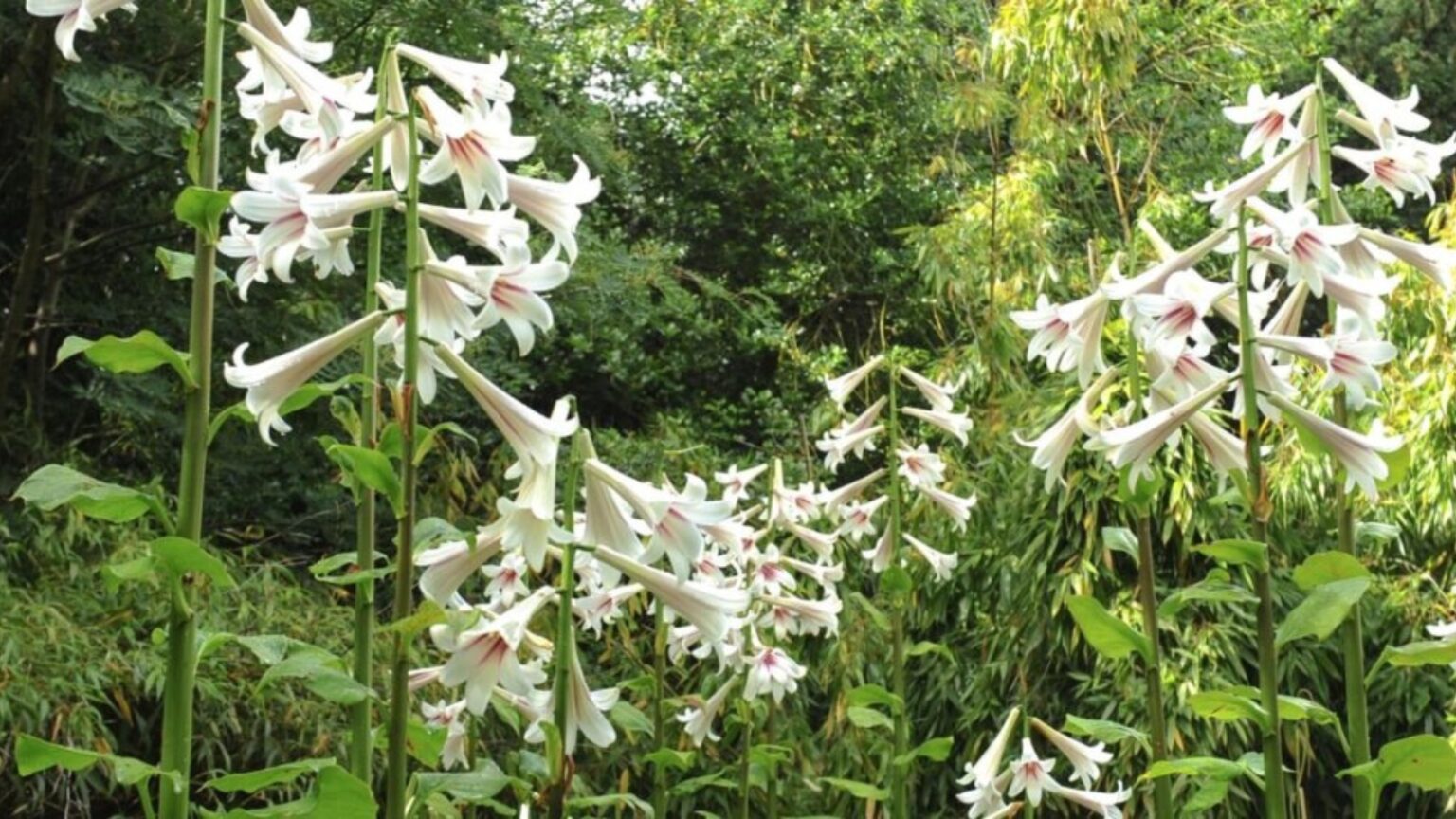 27 Tall Perennial flowers For Your Flowerbeds