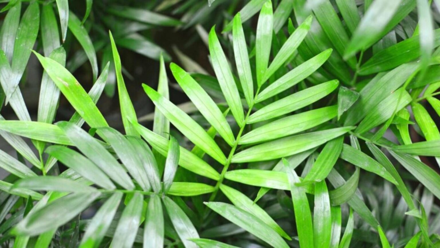 20 Types of Indoor Palm Trees With Names and Pictures