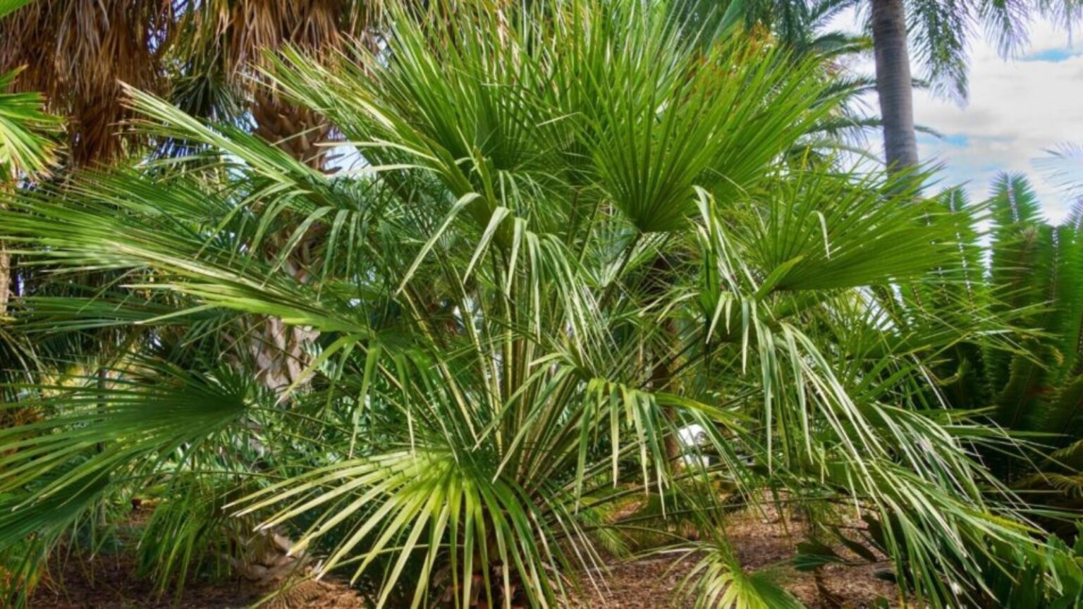 20 Types of Indoor Palm Trees With Names and Pictures