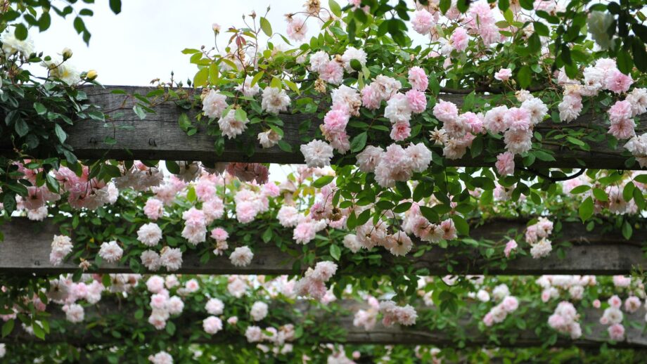 The Best Climbing Roses to Cover a Wall, Fast