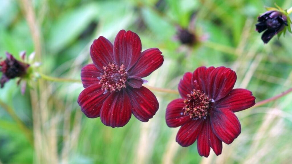 29 Rare Flowers With Names and Pictures