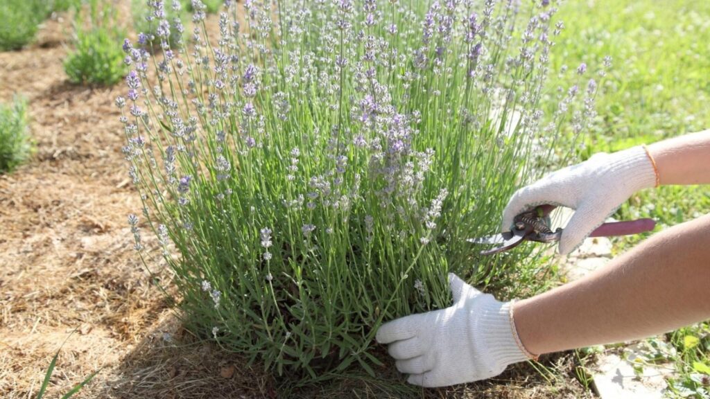 21 Tips For Growing a Perfect Lavender Garden