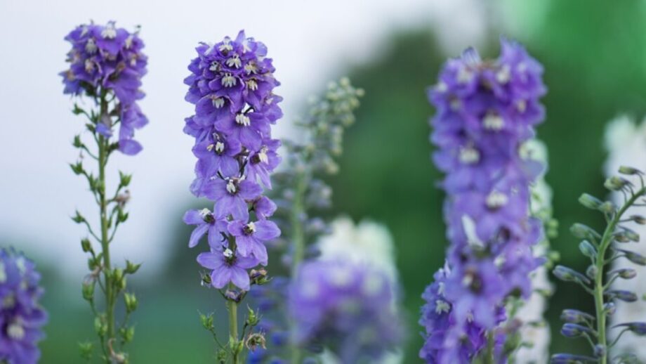 45 Purple Perennial Flowers For Royal Garden Color