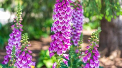 27 Tall Perennial flowers For Your Flowerbeds