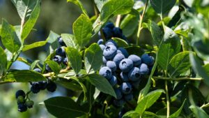 8 Berry Plants Perfect for Growing in Containers