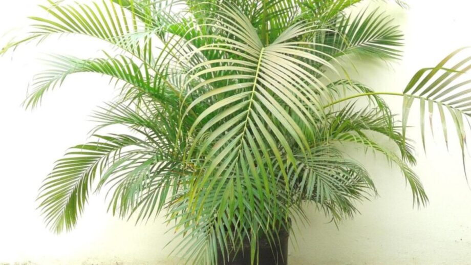 20 Types of Indoor Palm Trees With Names and Pictures
