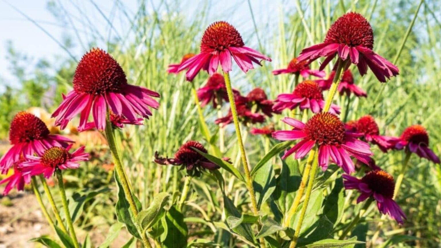 21 Red Perennial Flowers For Bold Garden Color