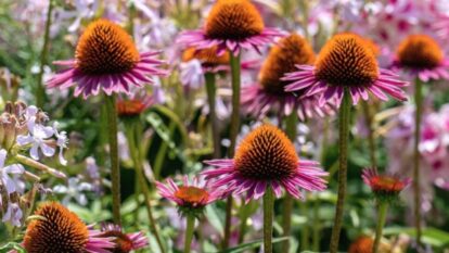 22 Perennials to Grow in Northern and Southern Texas Climates