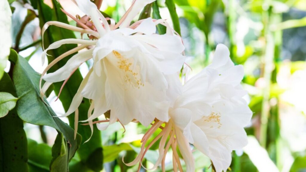 29 Rare Flowers With Names and Pictures