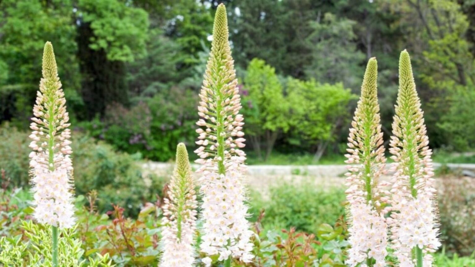27 Tall Perennial flowers For Your Flowerbeds