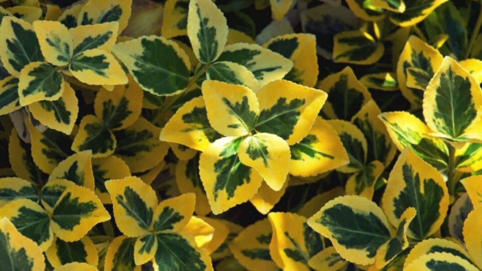 17 Yellow Flowering Shrubs For Bright Garden Color