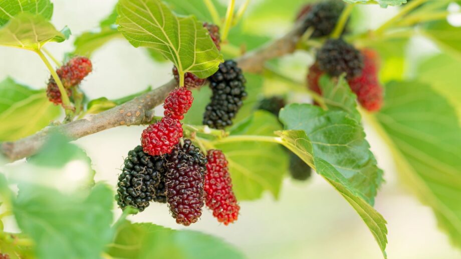 8 Berry Plants Perfect for Growing in Containers