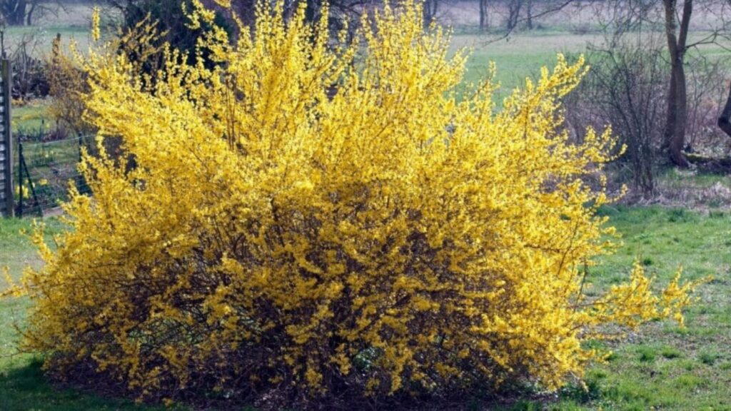 17 Yellow Flowering Shrubs For Bright Garden Color