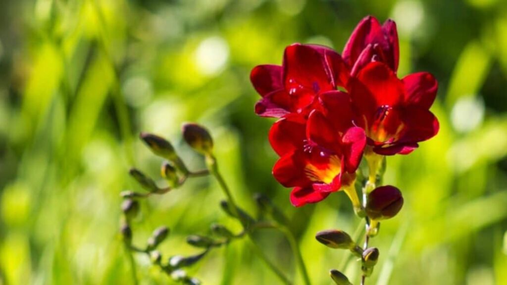 21 Red Perennial Flowers For Bold Garden Color