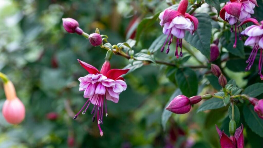 15 Perennials Ideal for Shade