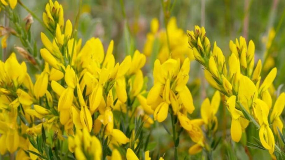 17 Yellow Flowering Shrubs For Bright Garden Color