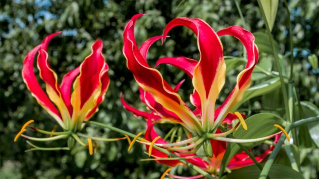 29 Rare Flowers With Names and Pictures