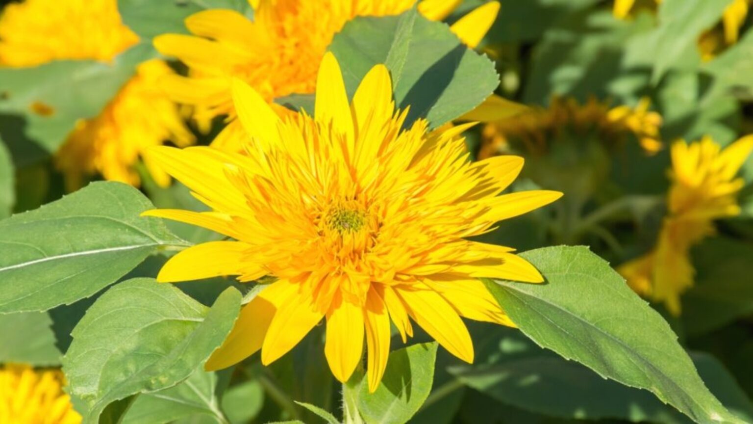 11 Different Types of Flowers with 10 Flower Petals