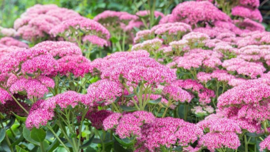 57 Different Perennial Plants For Hardiness Zone 3