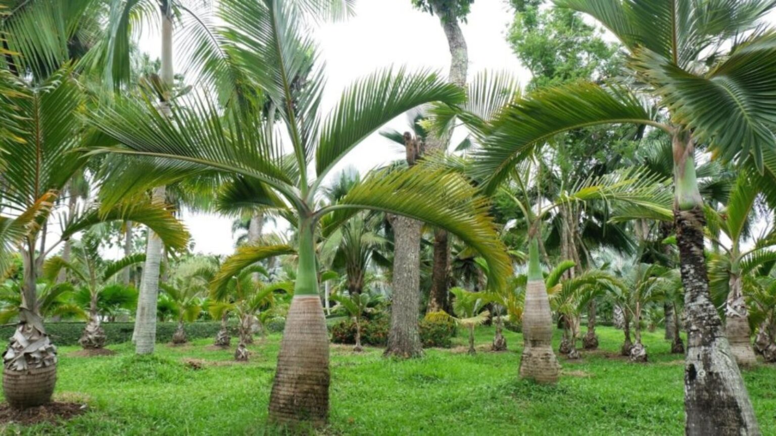 20 Types of Indoor Palm Trees With Names and Pictures
