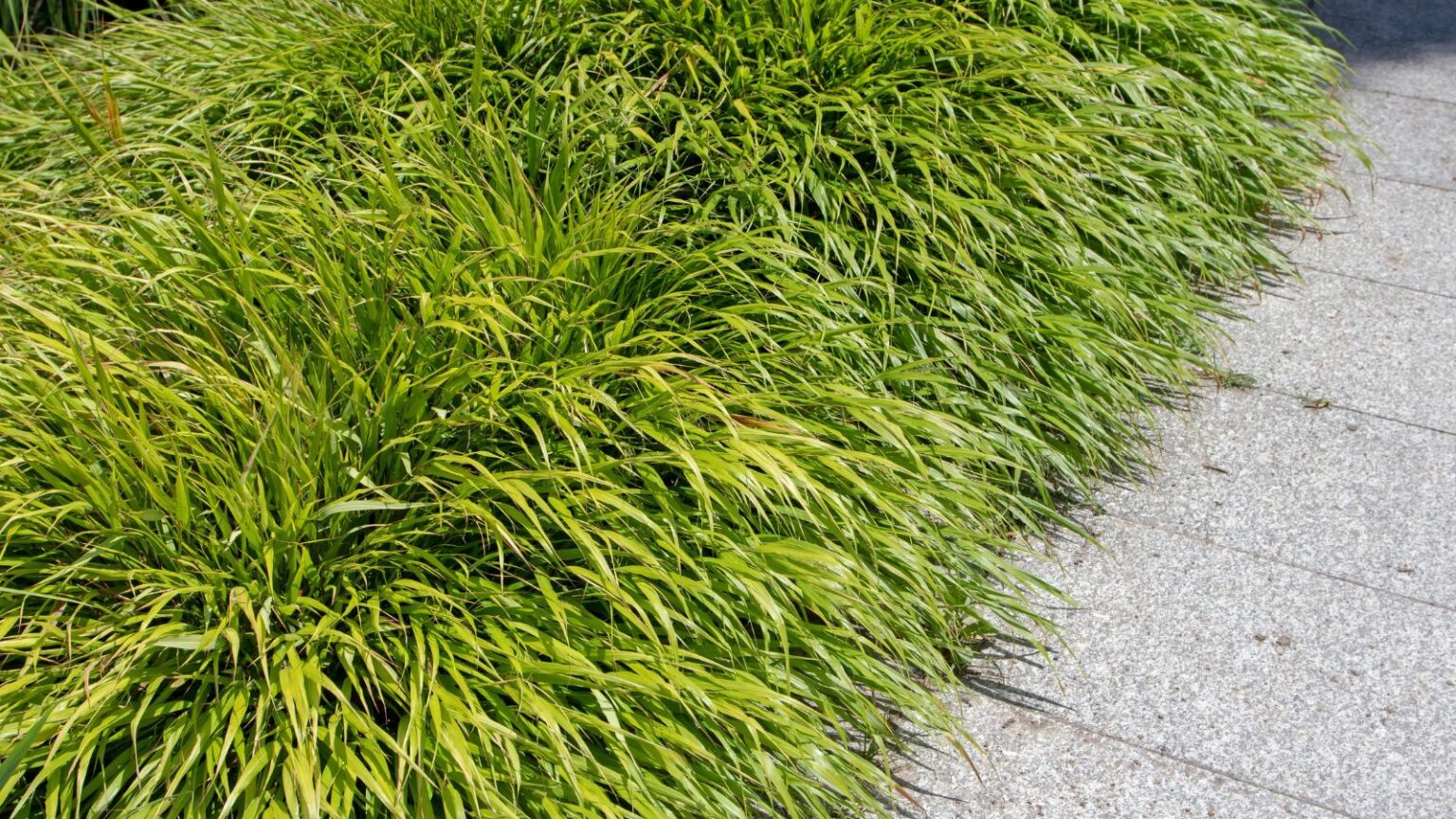 Foundation Plants: 13 Perfect Plants to Frame Your Home