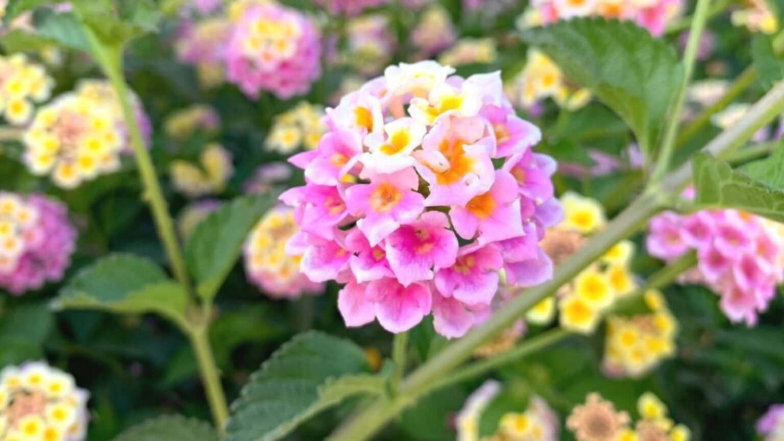 22 Perennials to Grow in Northern and Southern Texas Climates