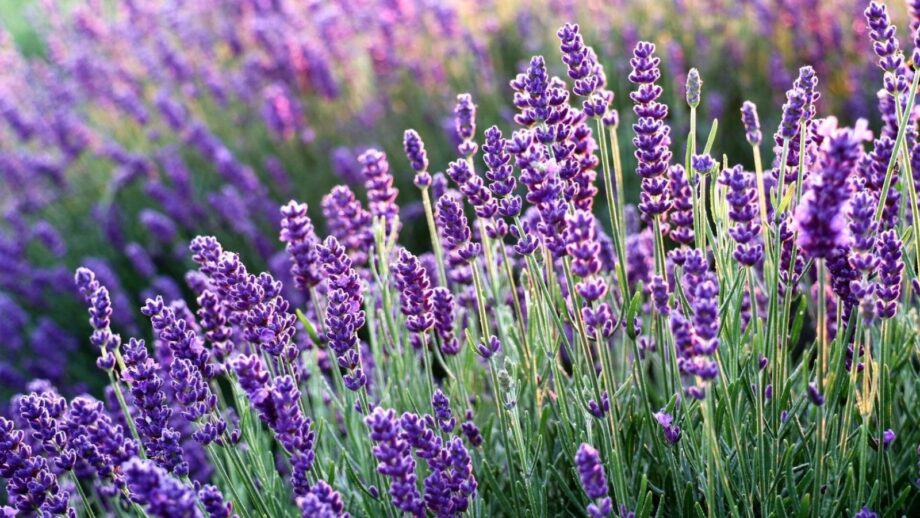 21 Tips For Growing a Perfect Lavender Garden
