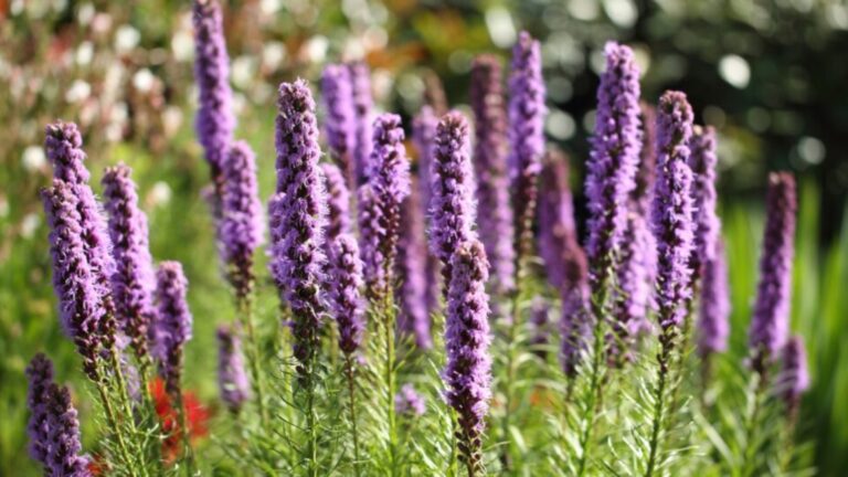 11 Different Types of Flowers with 10 Flower Petals