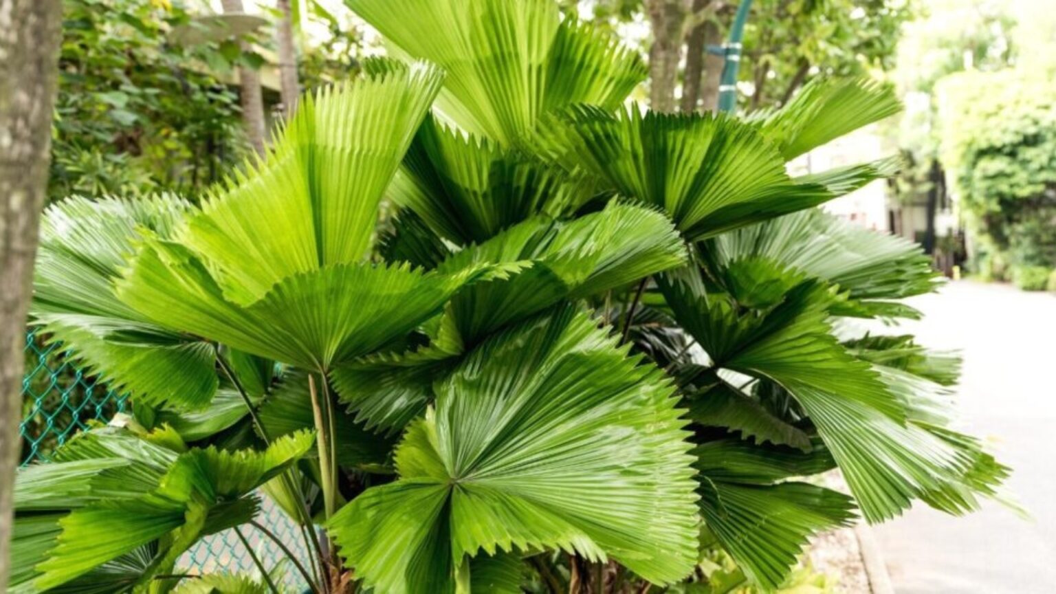 20 Types of Indoor Palm Trees With Names and Pictures