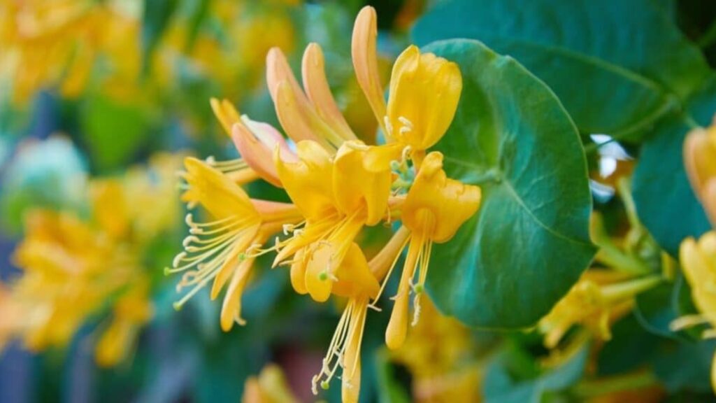 17 Yellow Flowering Shrubs For Bright Garden Color