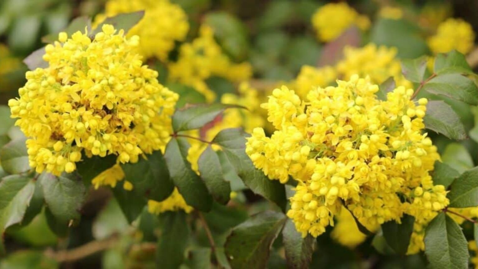 17 Yellow Flowering Shrubs For Bright Garden Color