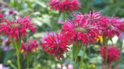 37 Different Perennial Plants For Hardiness Zone 5