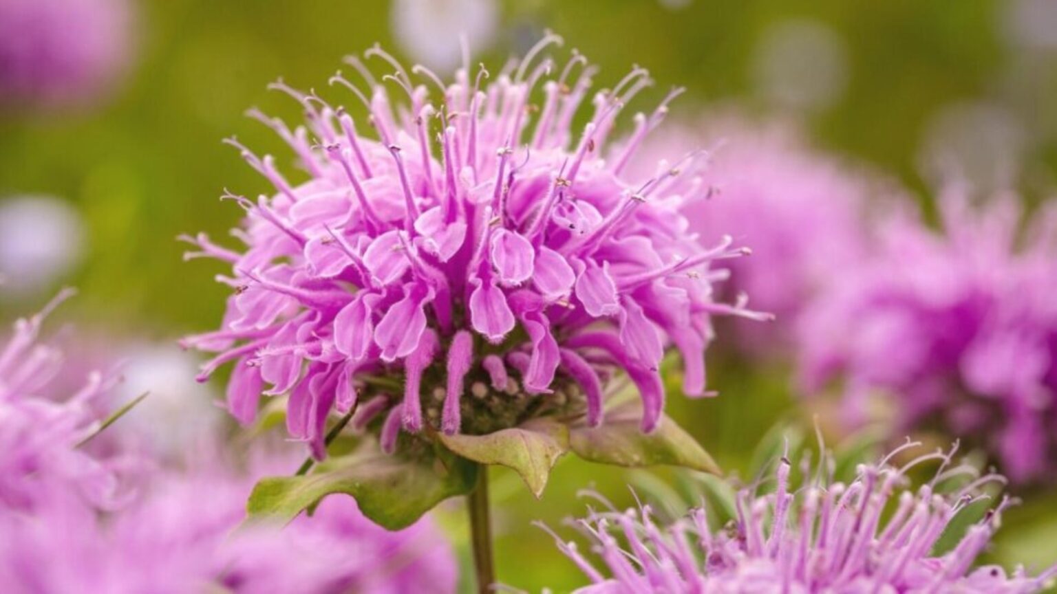 22 Perennials to Grow in Northern and Southern Texas Climates