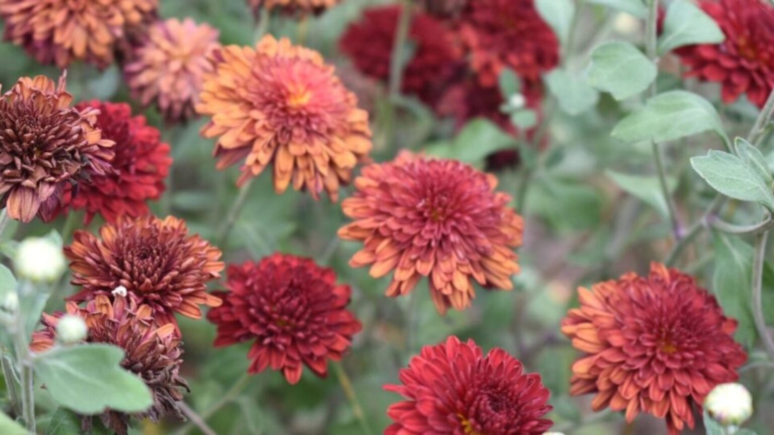 How to Revive Dying Chrysanthemums in 5 Simple Steps