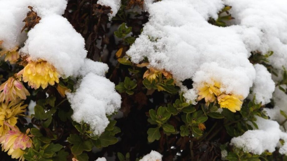 How to Revive Dying Chrysanthemums in 5 Simple Steps