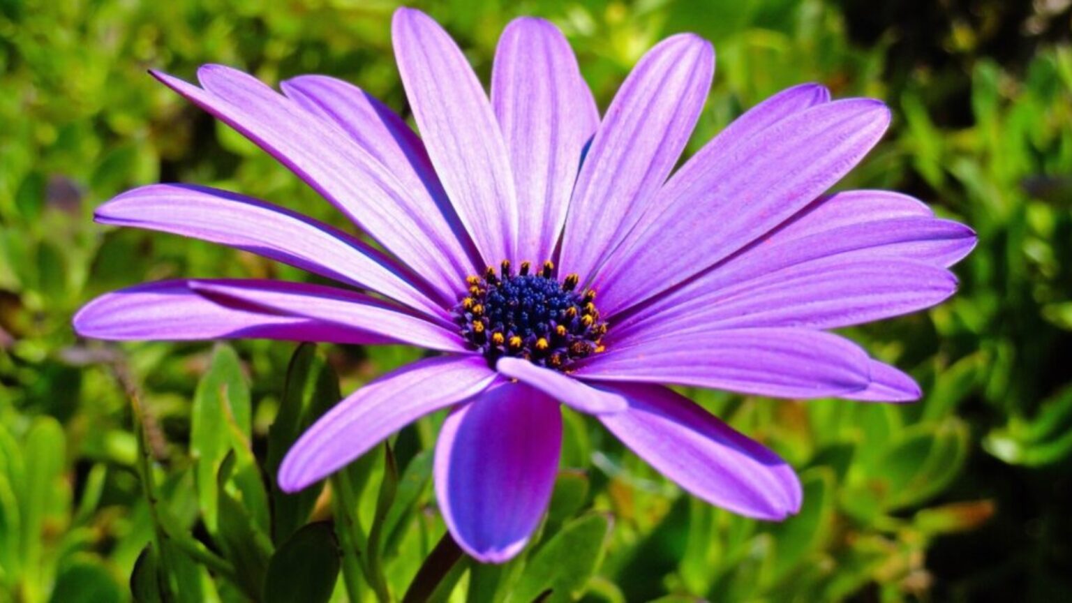 45 Purple Perennial Flowers For Royal Garden Color