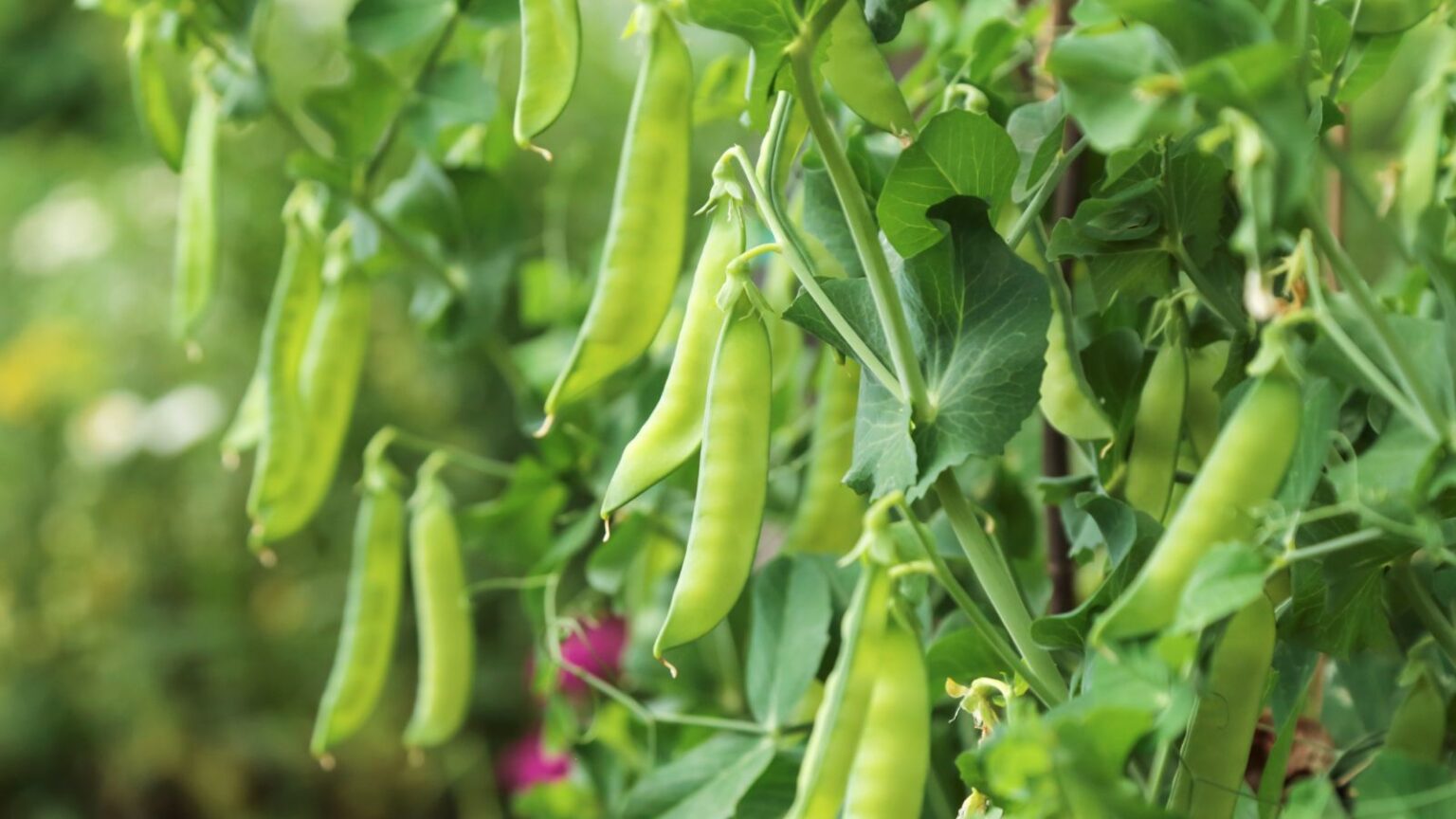17 Fast-Growing Crops For an Early Harvest - botanicalinterests.com ...