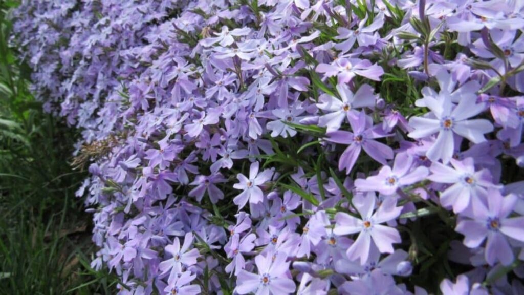 15 Perennials Ideal for Shade