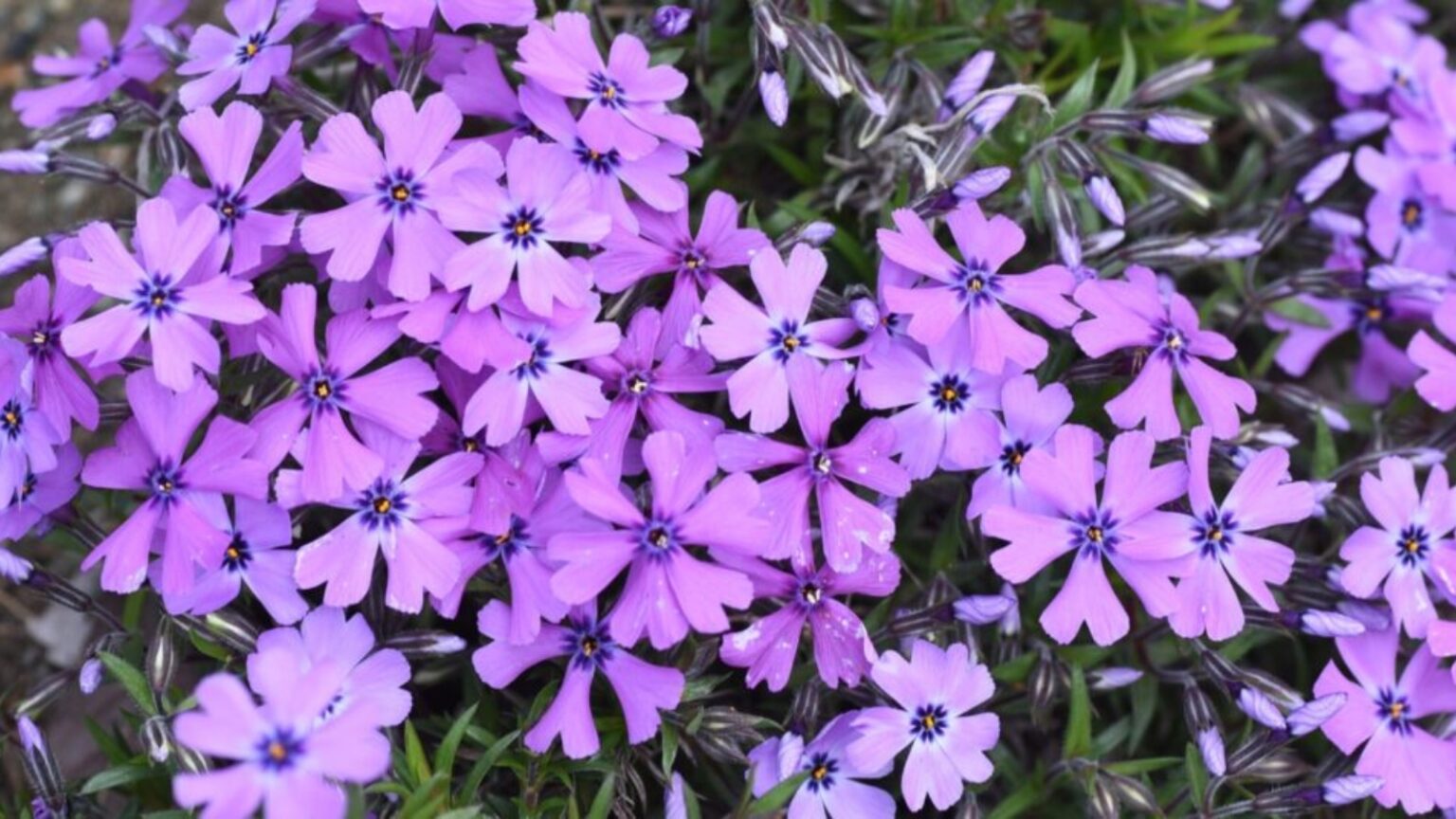 45 Purple Perennial Flowers For Royal Garden Color